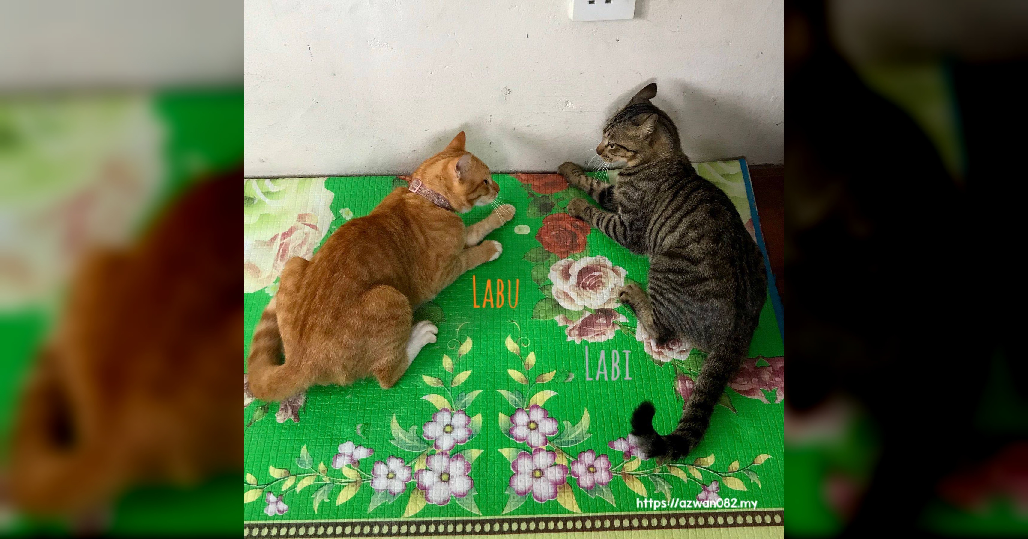 Bubu & nuning vs labu & labi