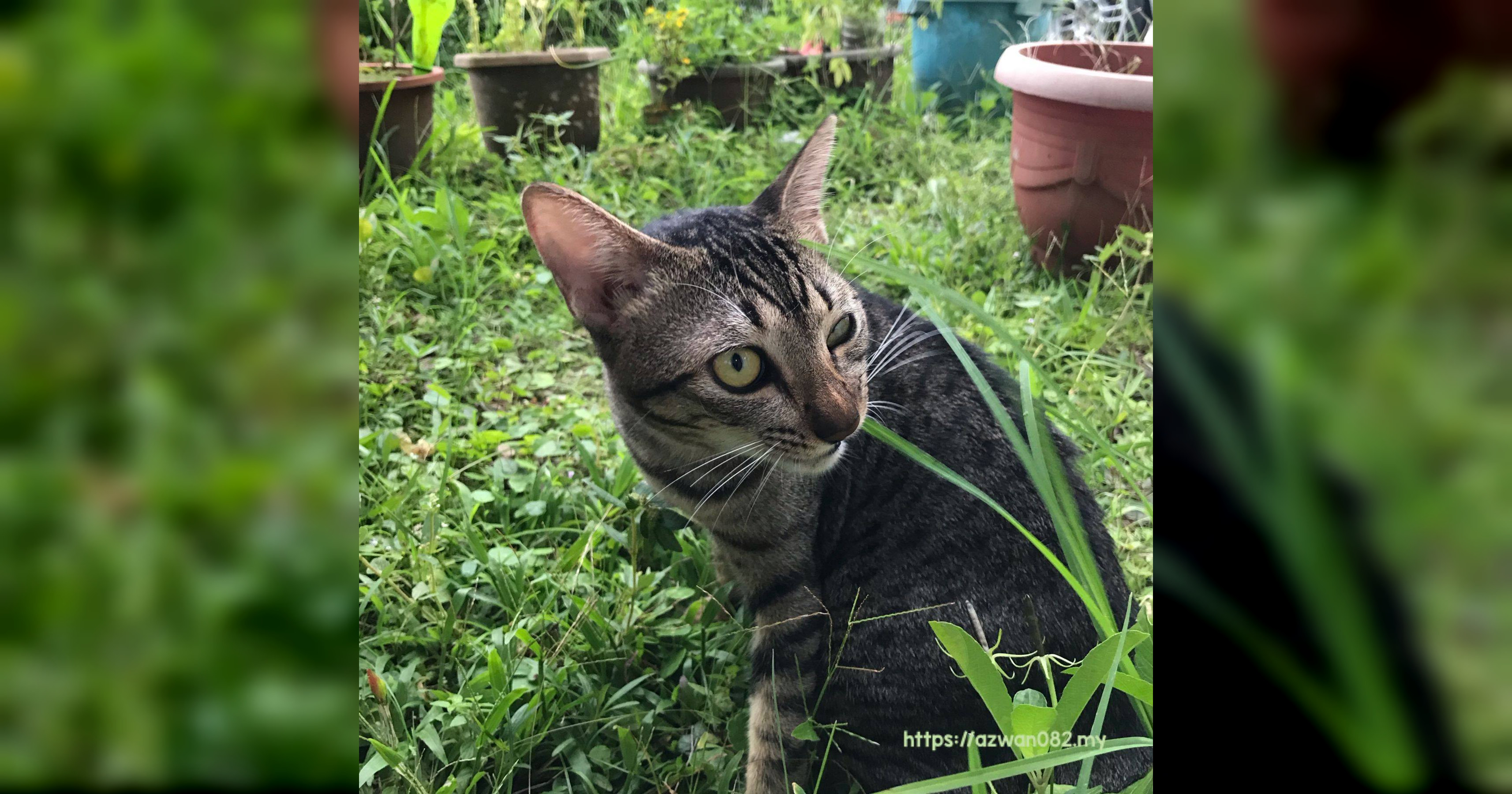 Kenapa kucing makan rumput?