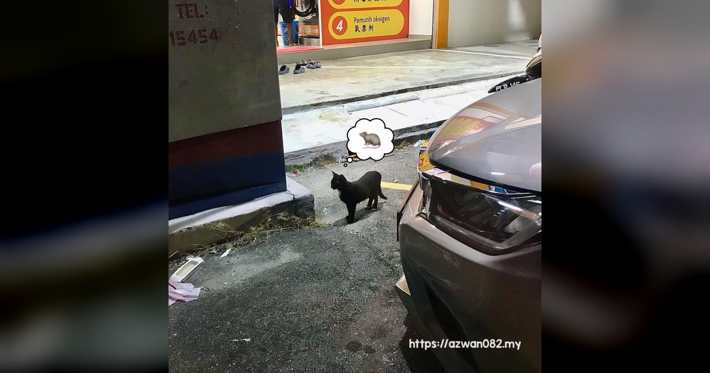 Alley cat penjaga dobi